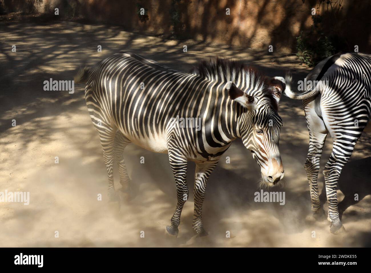 Grevy's Zebra (Equus grevyi) also known as the Imperial Zebra Stock ...