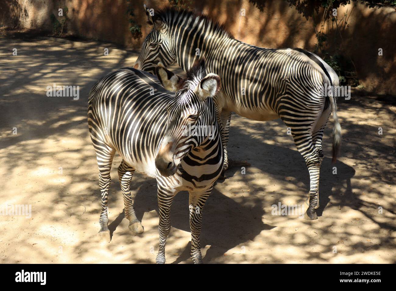 Grevy's Zebra (Equus grevyi) also known as the Imperial Zebra Stock ...