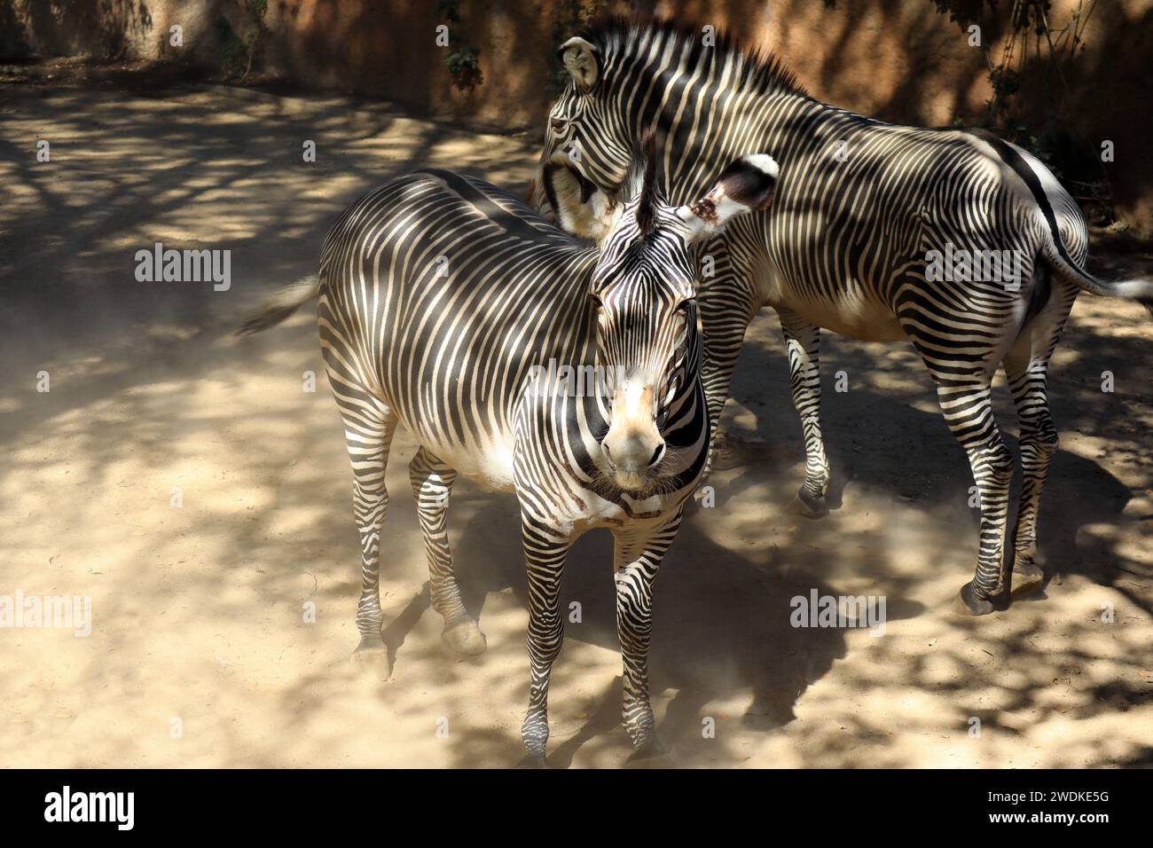 Grevy's Zebra (Equus grevyi) also known as the Imperial Zebra Stock ...