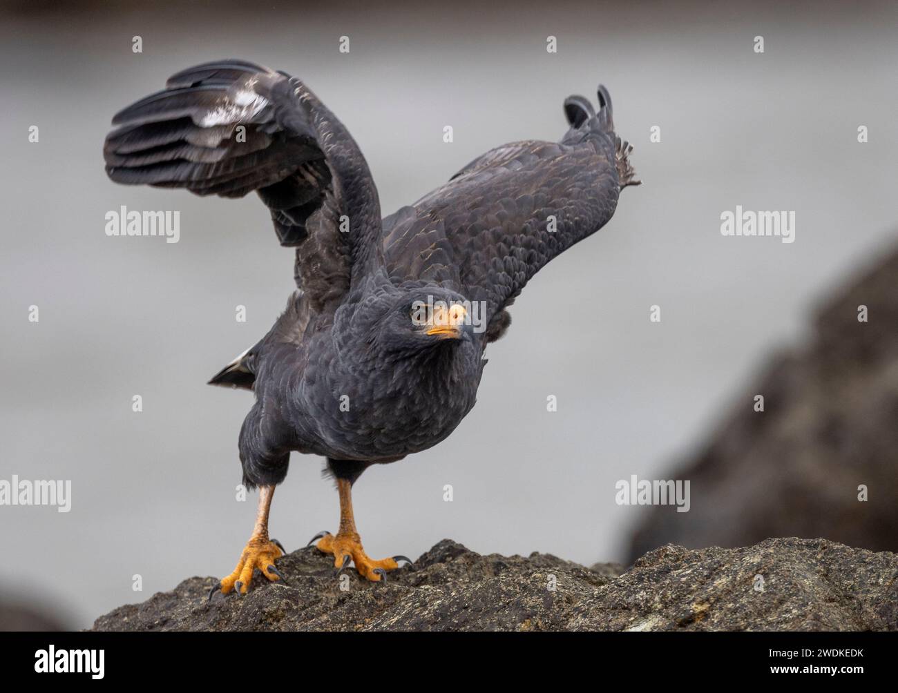 (Drake Bay, Costa Rica---19 December 2023) Black Hawk (Buteogallus ...
