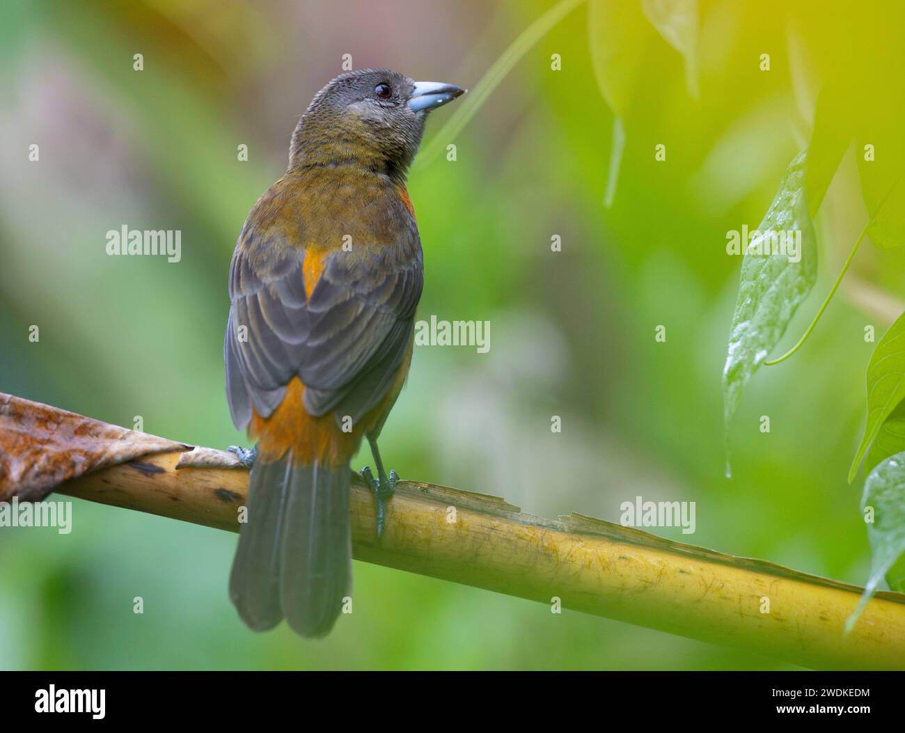 (Drake Bay, Costa Rica---19 December 2023) Cherie's Tanager ...