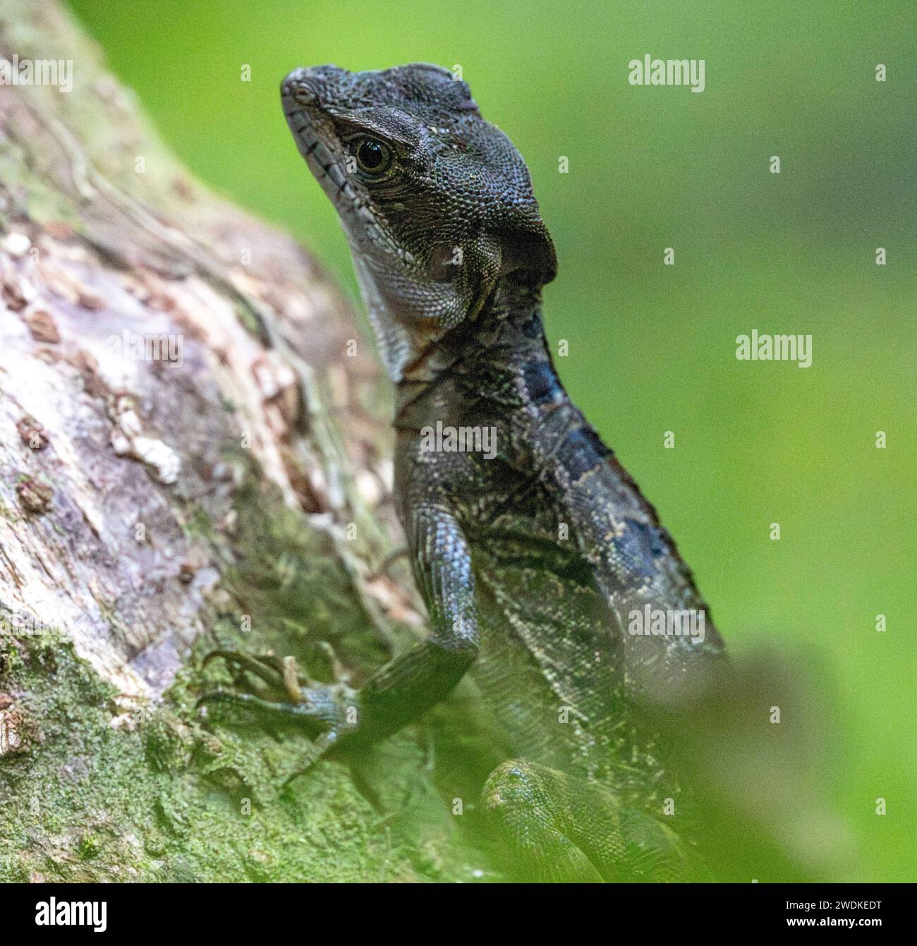 Rain forest wildlife hi-res stock photography and images - Alamy