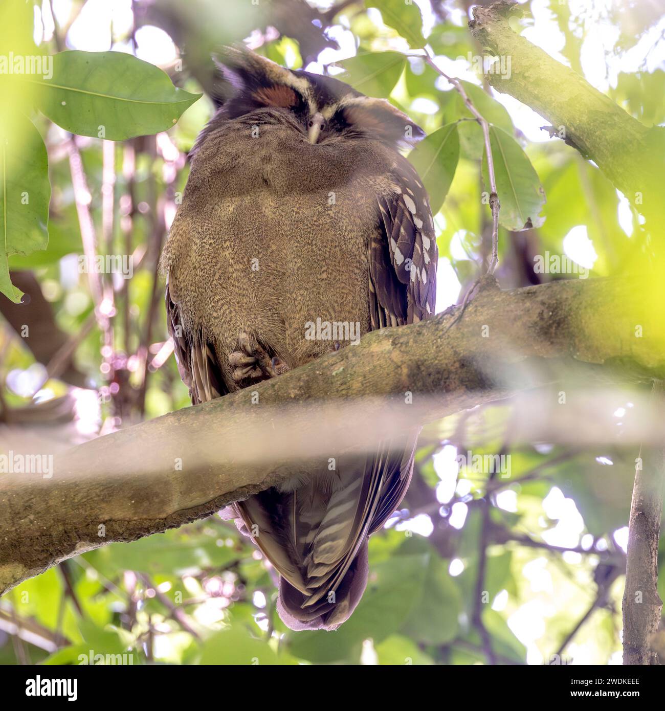 (Drake Bay, Costa Rica---20 December 2023) Crested Owl (lophostrix ...