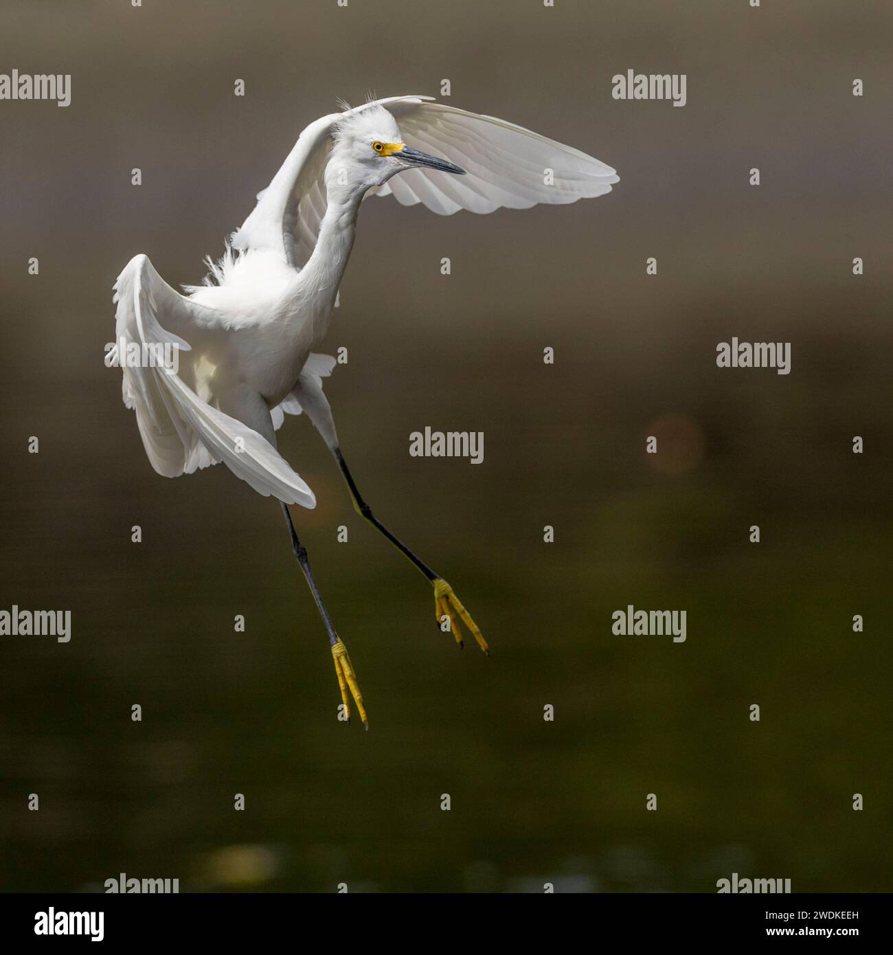 (Drake Bay, Costa Rica---20 December 2023) Snowy Egret (egretta thula ...