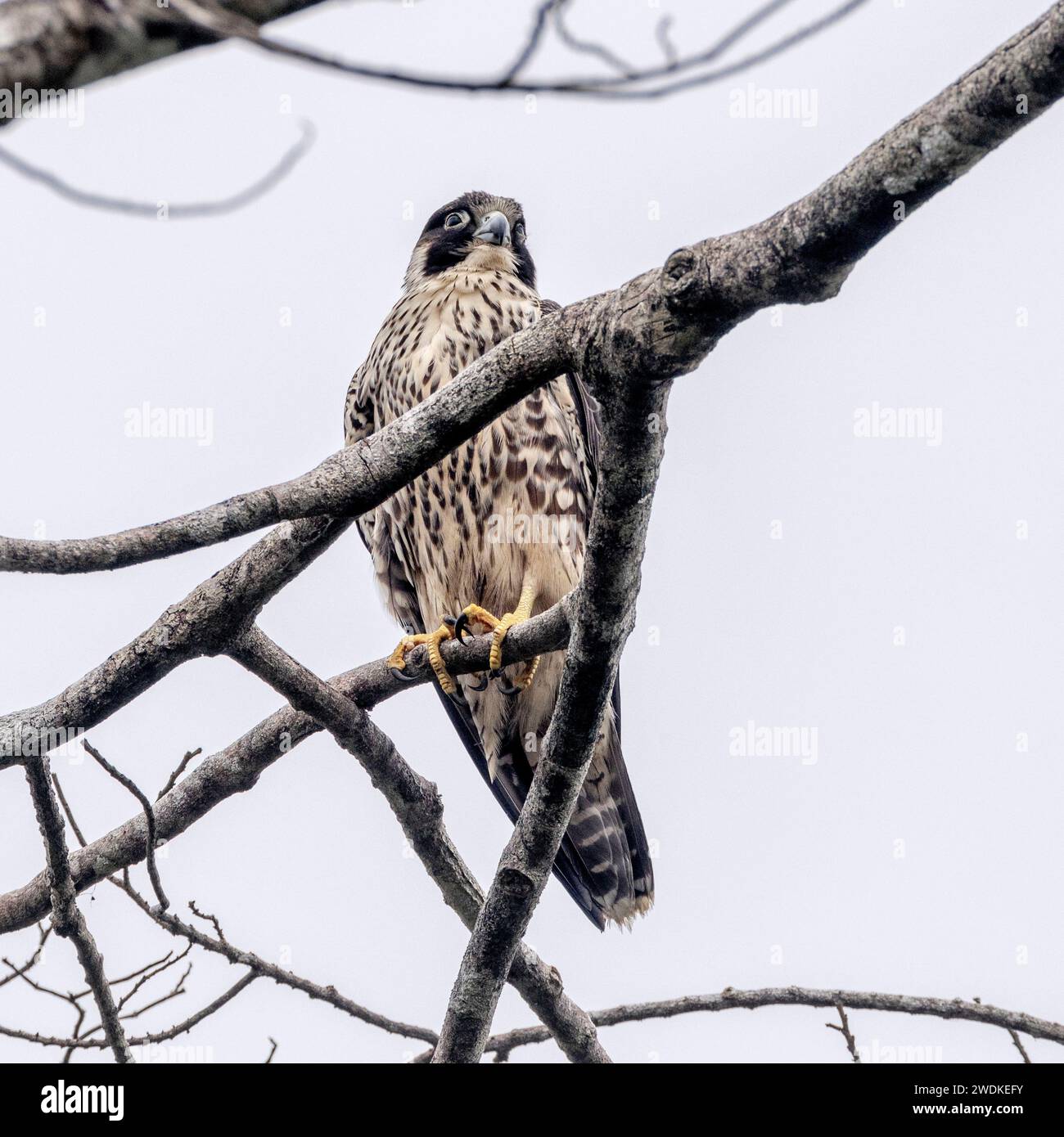 (Drake Bay, Costa Rica---20 December 2023) merlin (falco columbarius ...