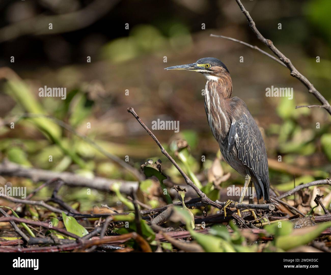 (Sierpe, Costa Rica---21 December 2023) Green Heron (Butorides ...