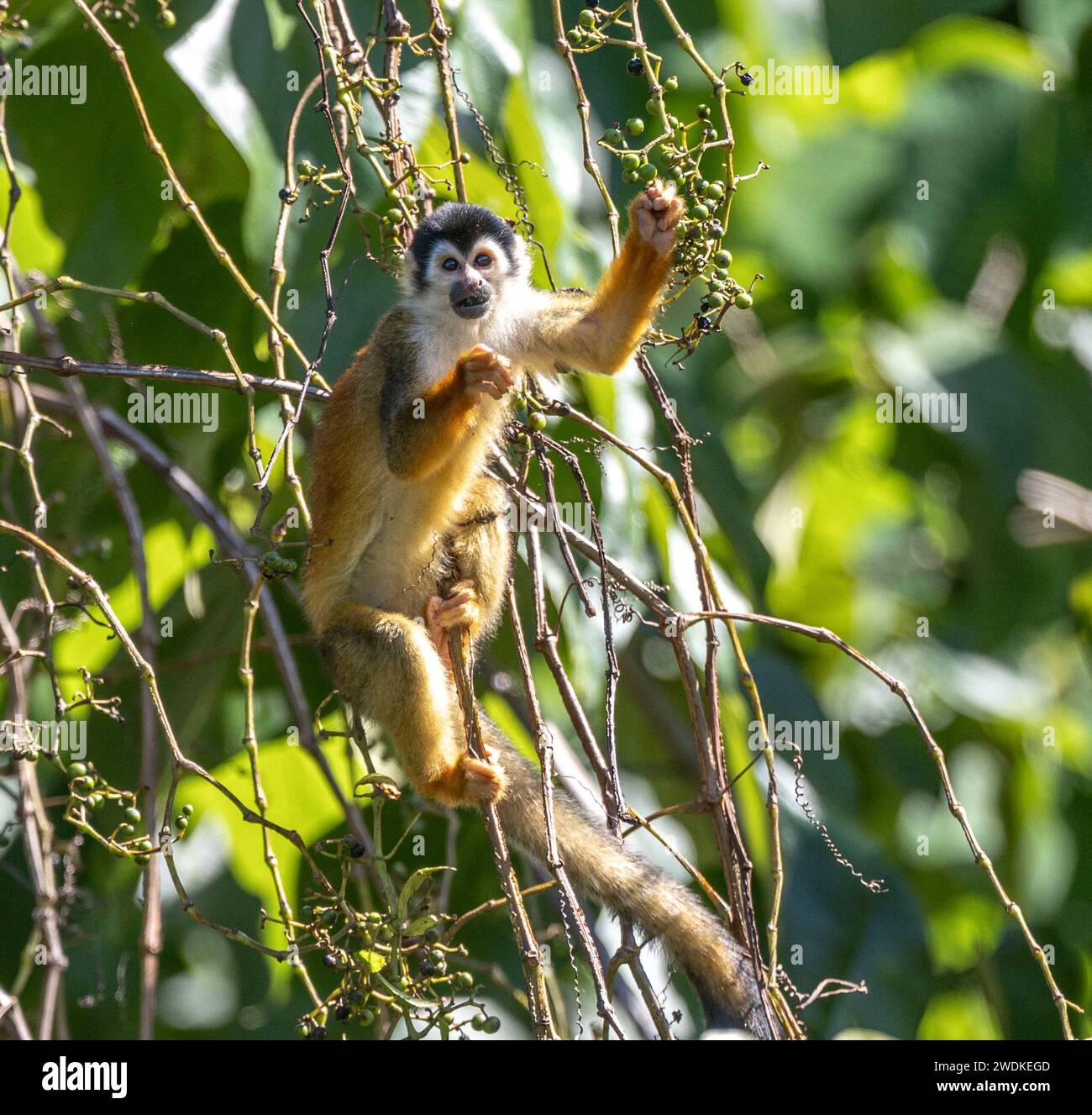 (Sierpe, Costa Rica---21 December 2023) Squirrel Monkey on the Sierra ...