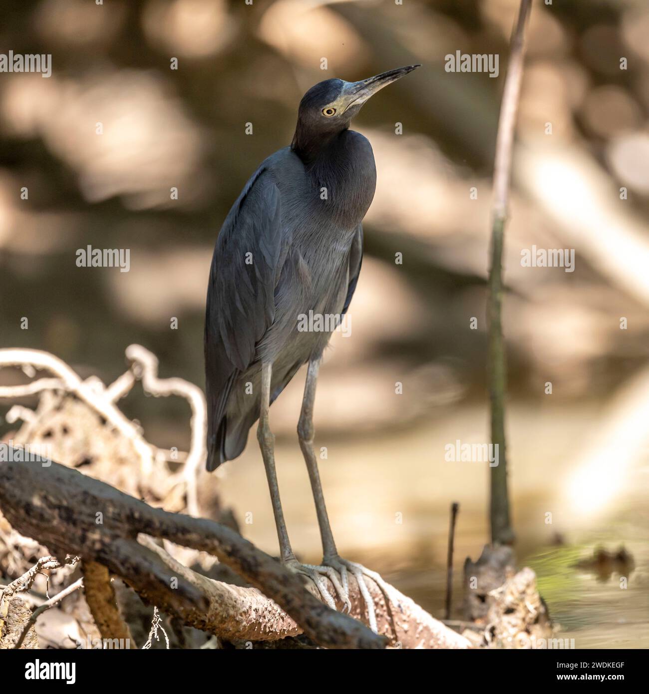 (Sierpe, Costa Rica---21 December 2023) little blue heron (egretta ...