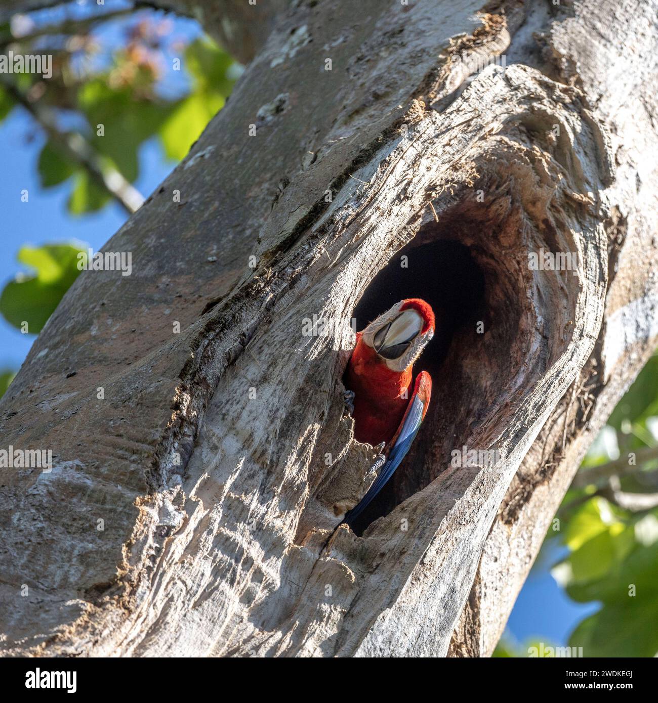 (Sierpe, Costa Rica---21 December 2023) Scarlet Macaw (ara macao) on ...