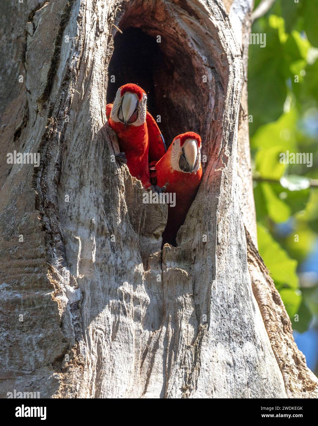 (Sierpe, Costa Rica---21 December 2023) Scarlet Macaw (ara macao) on ...