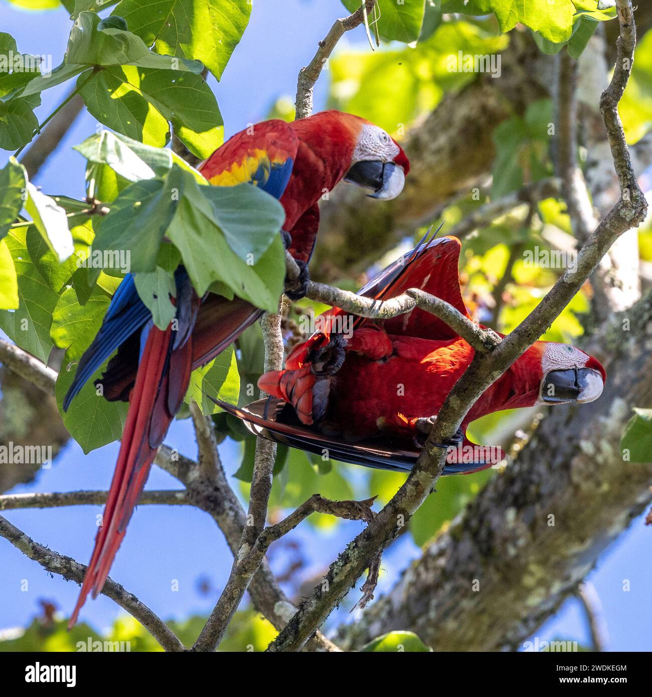 (Sierpe, Costa Rica---21 December 2023) Scarlet Macaw (ara macao) on ...