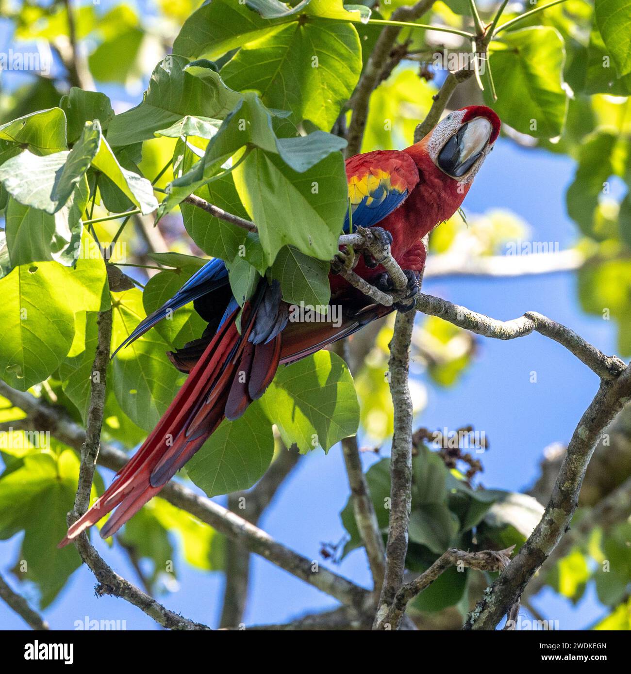 (Sierpe, Costa Rica---21 December 2023) Scarlet Macaw (ara macao) on ...
