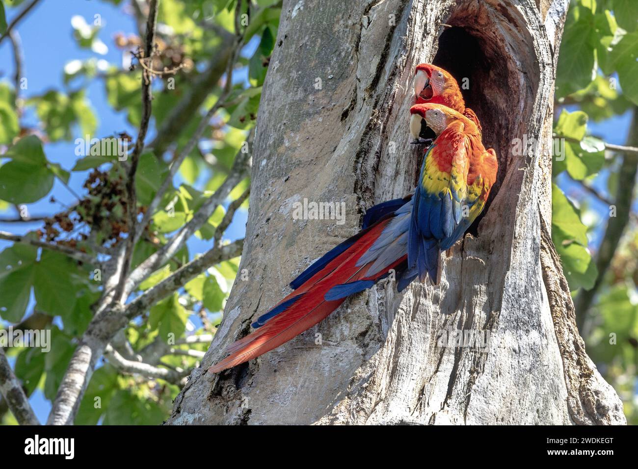 (Sierpe, Costa Rica---21 December 2023) Scarlet Macaw (ara macao) on ...