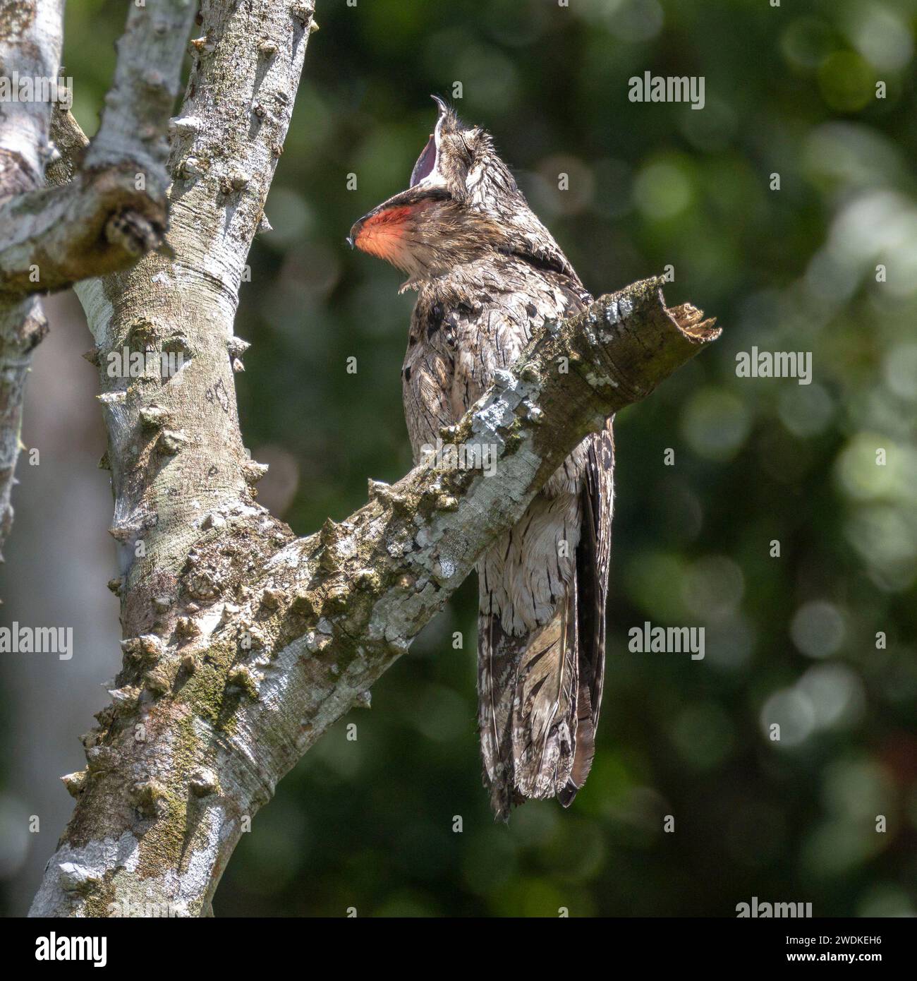 (Sierpe, Costa Rica---21 December 2023) Common Potoo (Nyctibius griseus ...