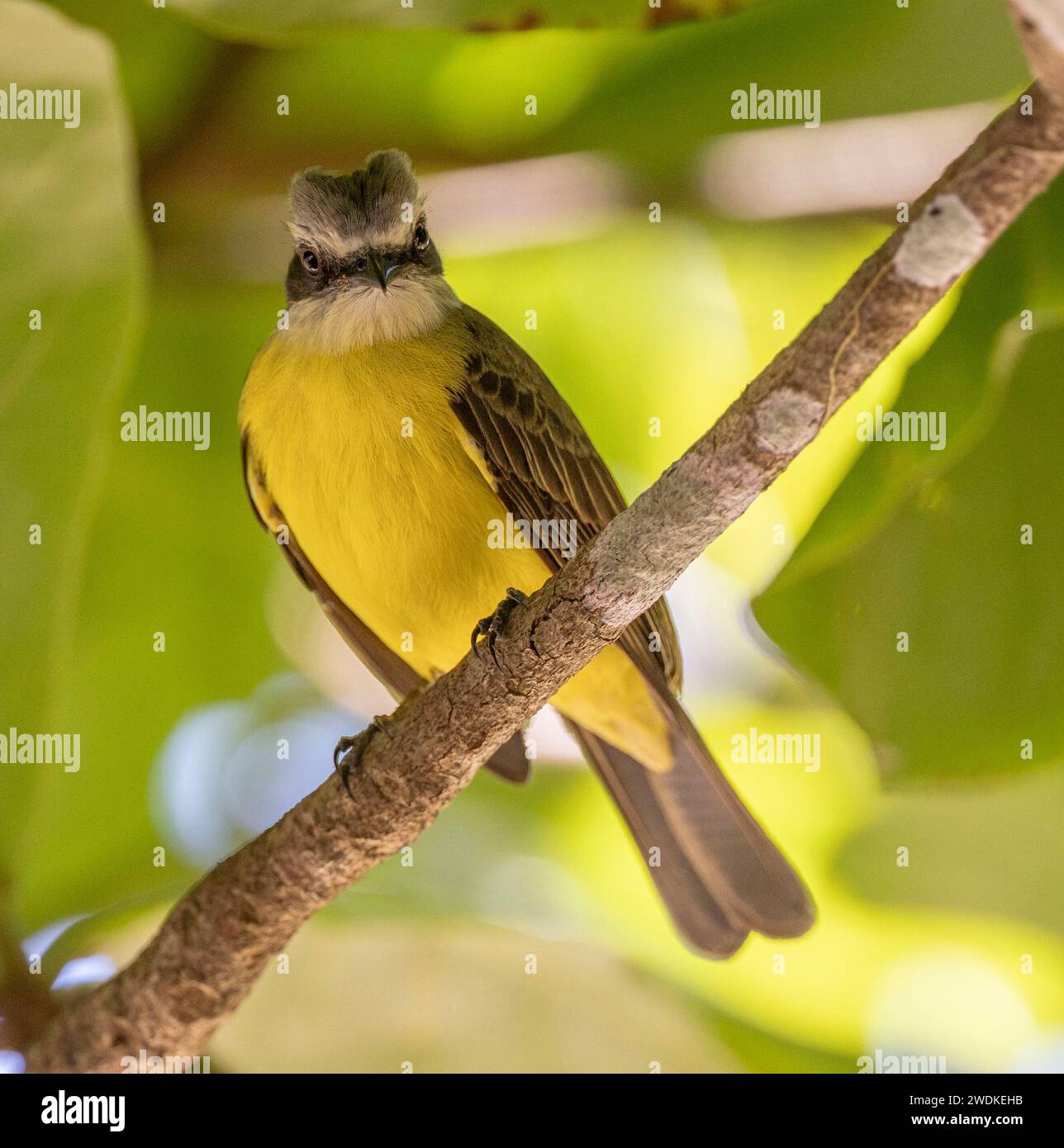 (Sierpe, Costa Rica---21 December 2023) Grey-capped flycatcher ...