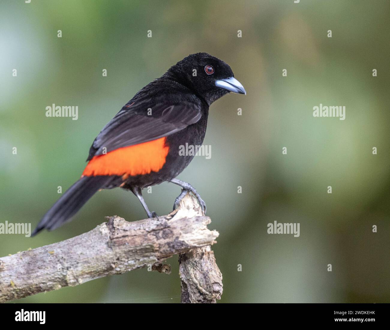 (Drake Bay, Costa Rica---22 December 2023) Cherie's Tanager ...