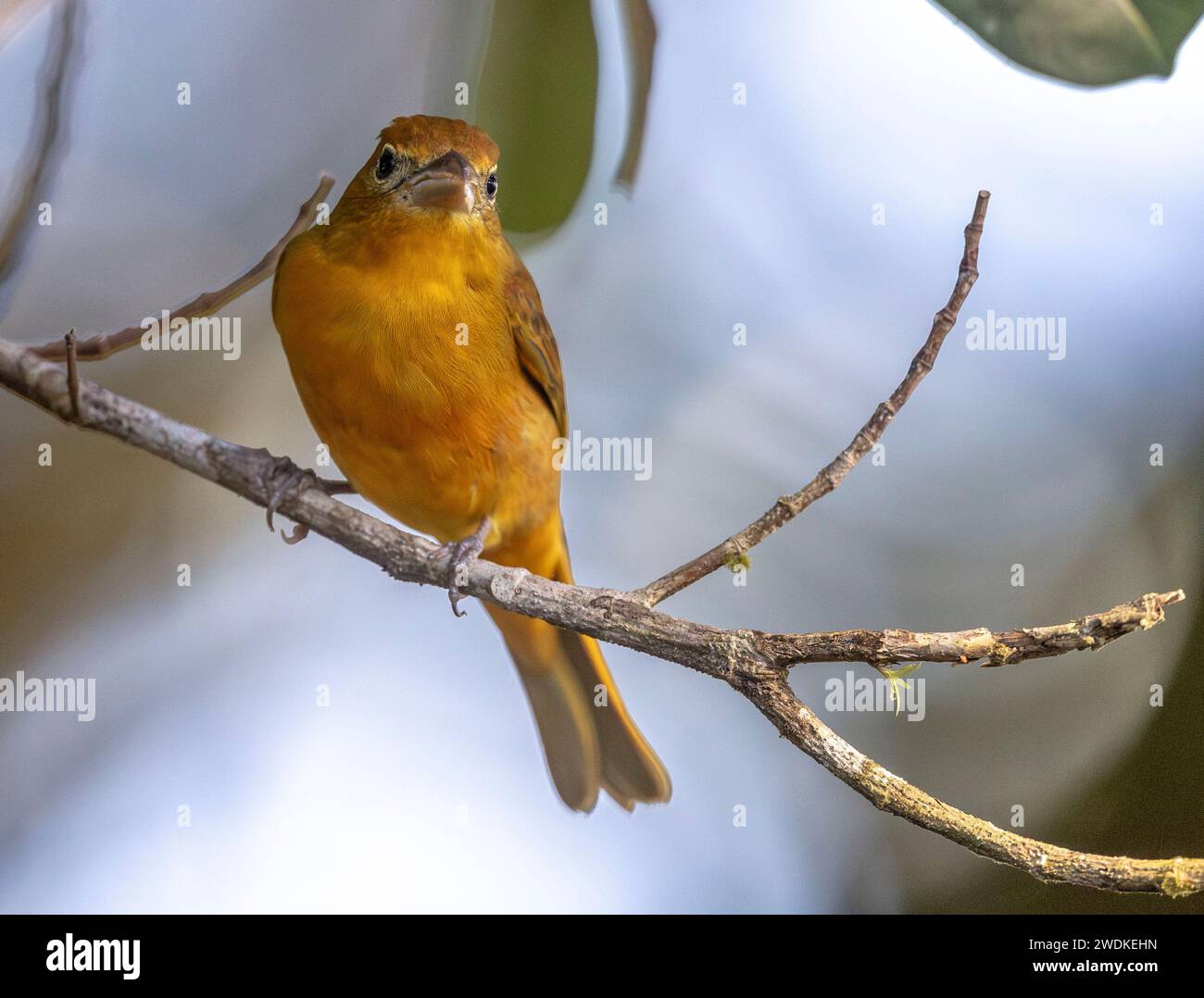 Female summer tanager hi-res stock photography and images - Alamy