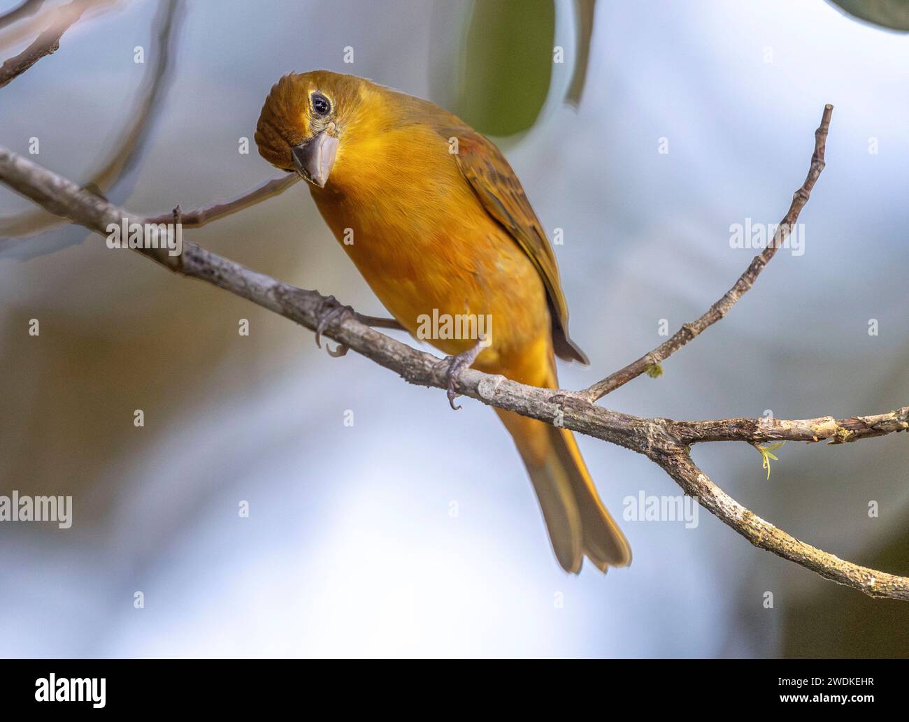 Female summer tanager hi-res stock photography and images - Alamy