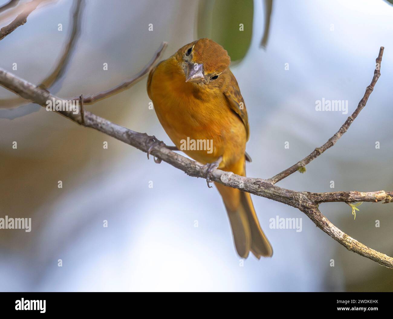Female summer tanager hi-res stock photography and images - Alamy