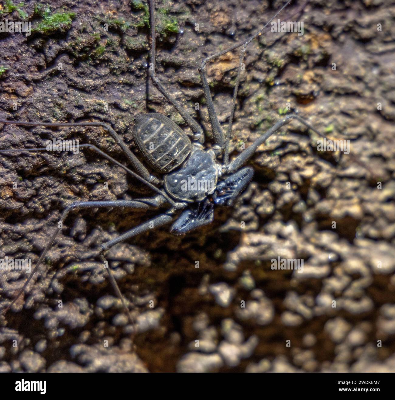 cockroach in the Costa Rica Rainforest Stock Photo - Alamy