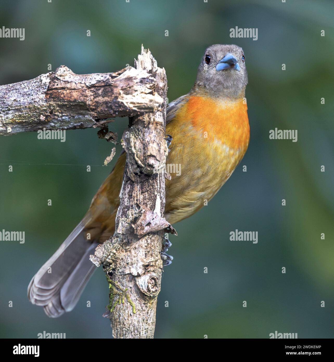 (Drake Bay, Costa Rica---23 December 2023) Cherie's Tanager ...