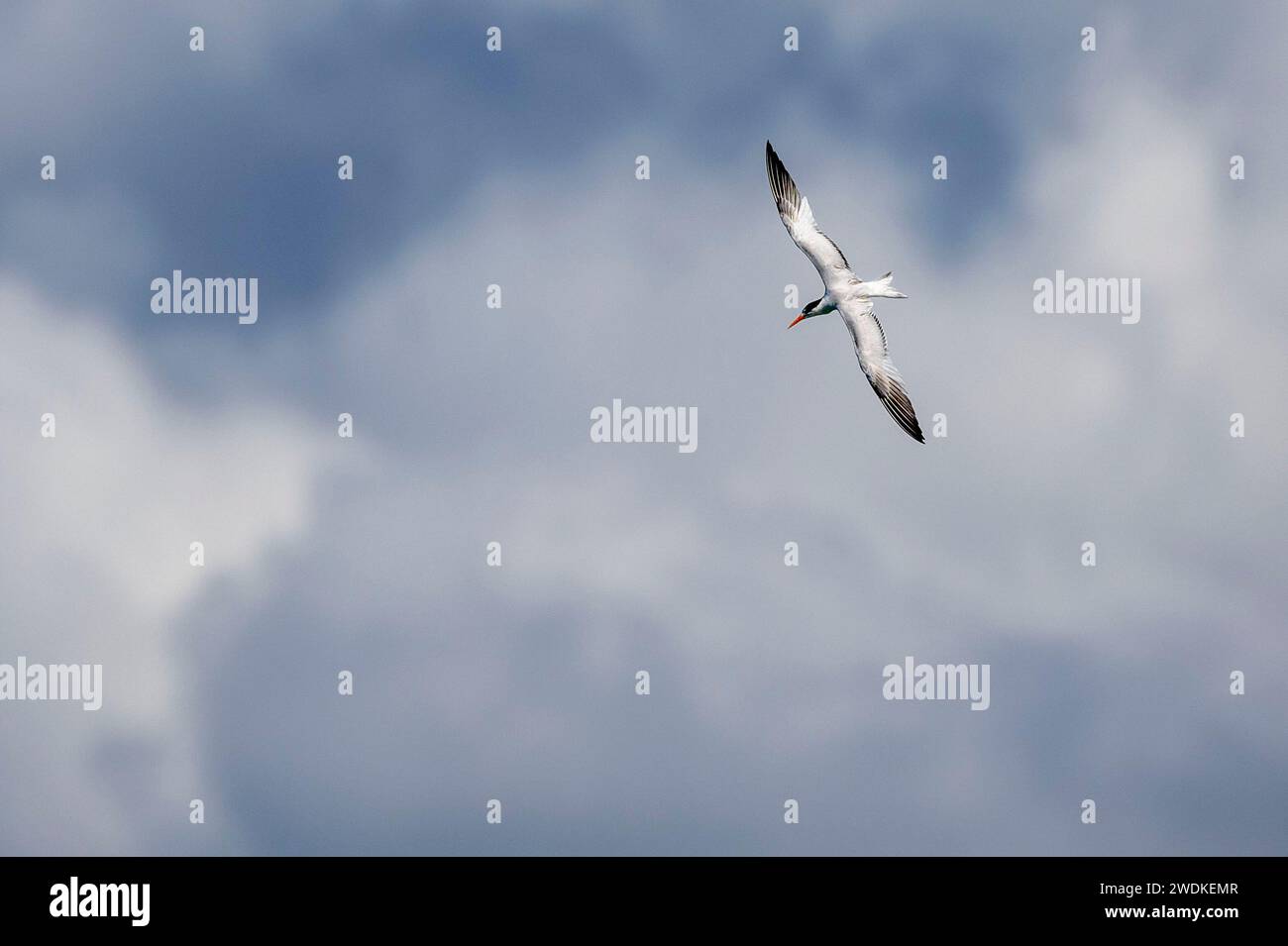(Drake Bay, Costa Rica---23 December 2023) Elegant Tern at the Drake ...