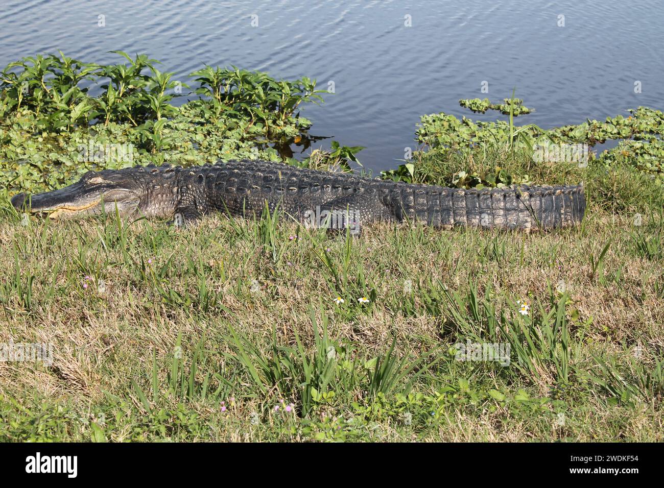 Alligator sunning on the banks of the Wildlife Refuge in Apopka Florida ...