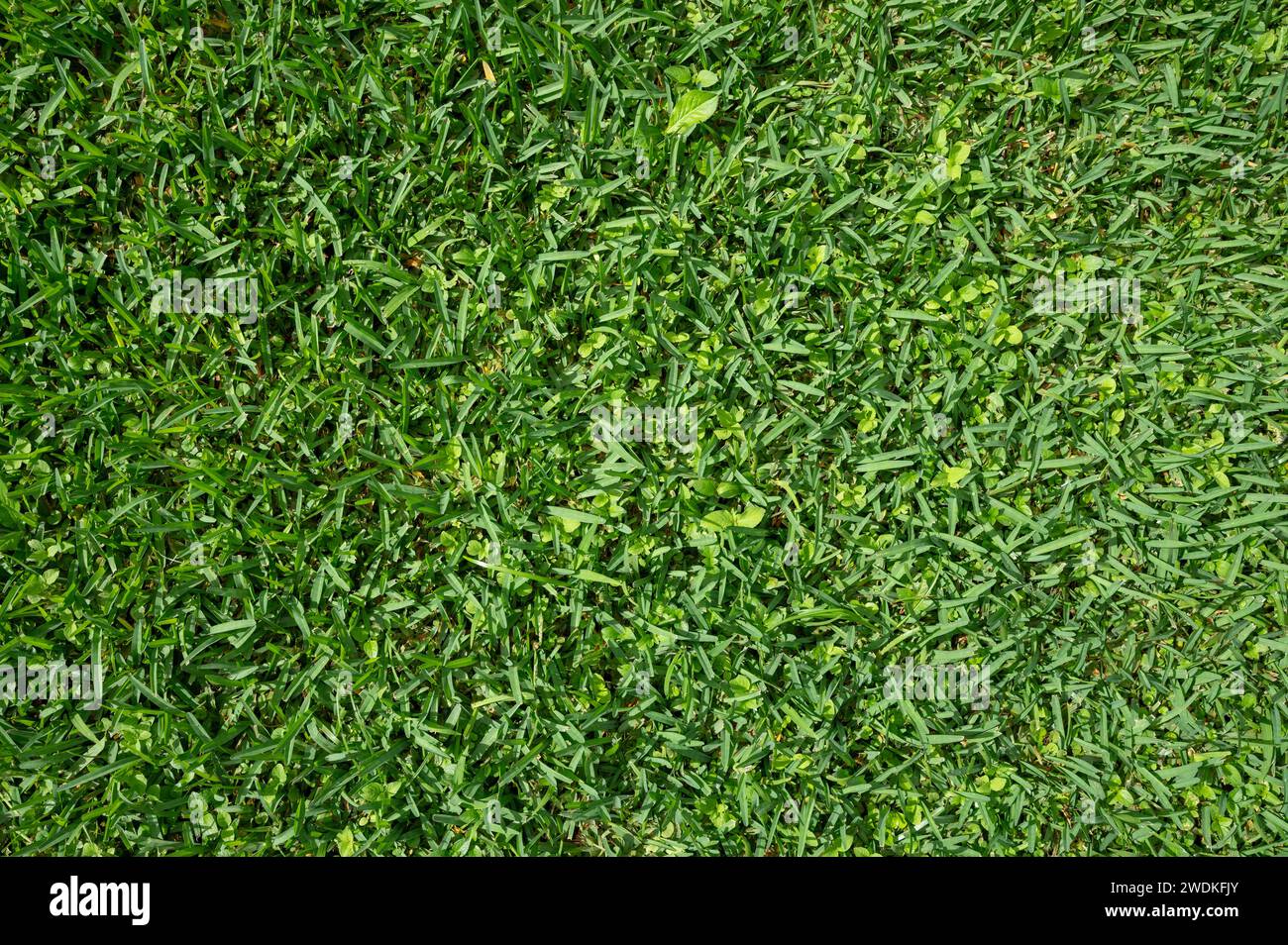 Grass background above top view with small wet leafs Stock Photo - Alamy