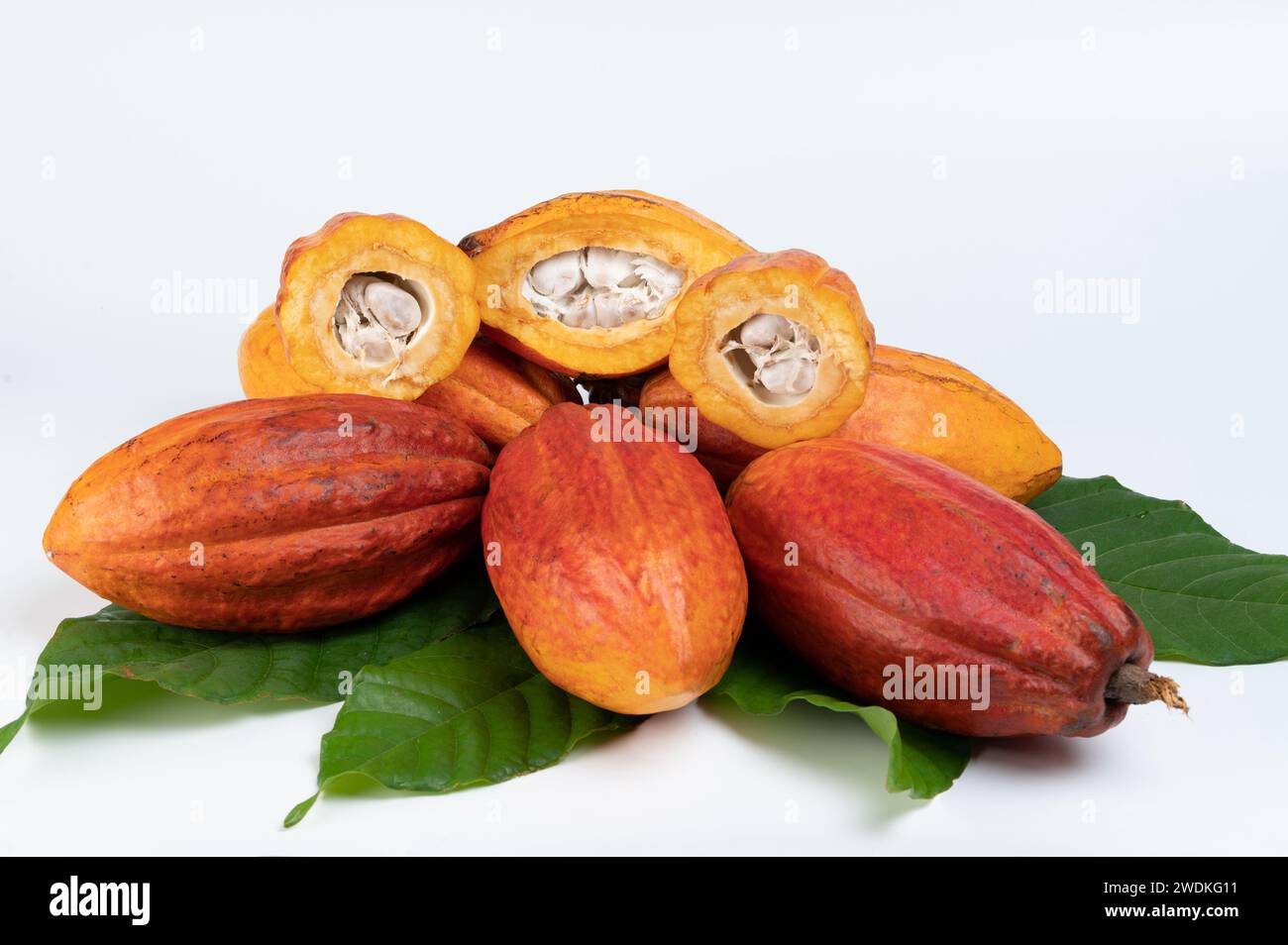 Colorful cocoa plant pods group isolated on white studio background ...