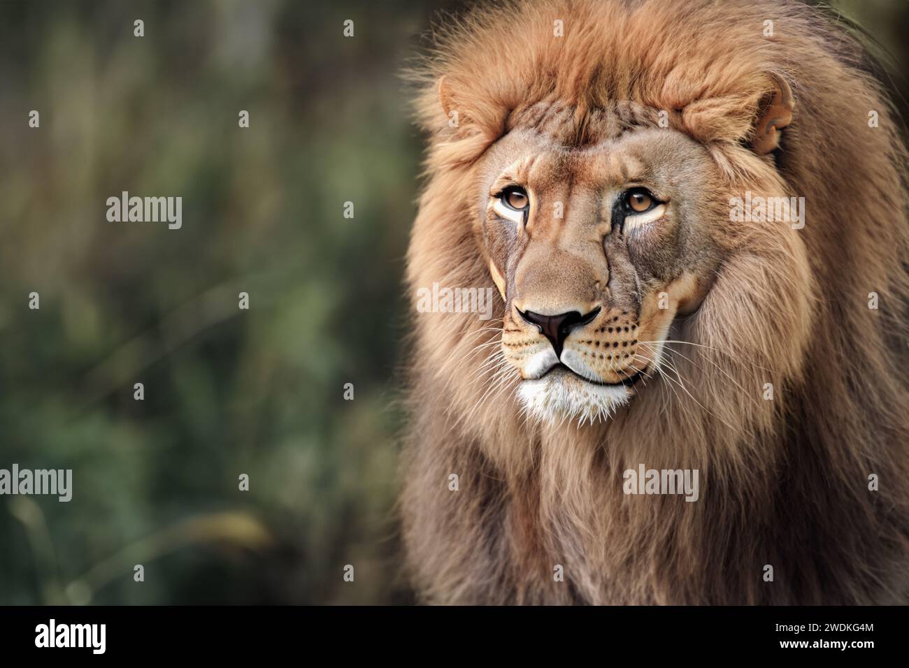 Portrait of an adult lion, with a stern look. Close-up of the lion king ...