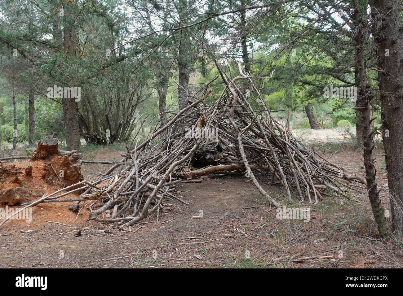 Wooden tent structure made from tree branches in the woods Stock Photo ...
