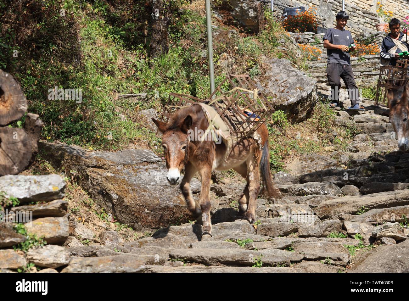 a queue of donkeys walk through the narrow staircase in Nepal, Ulleri ...