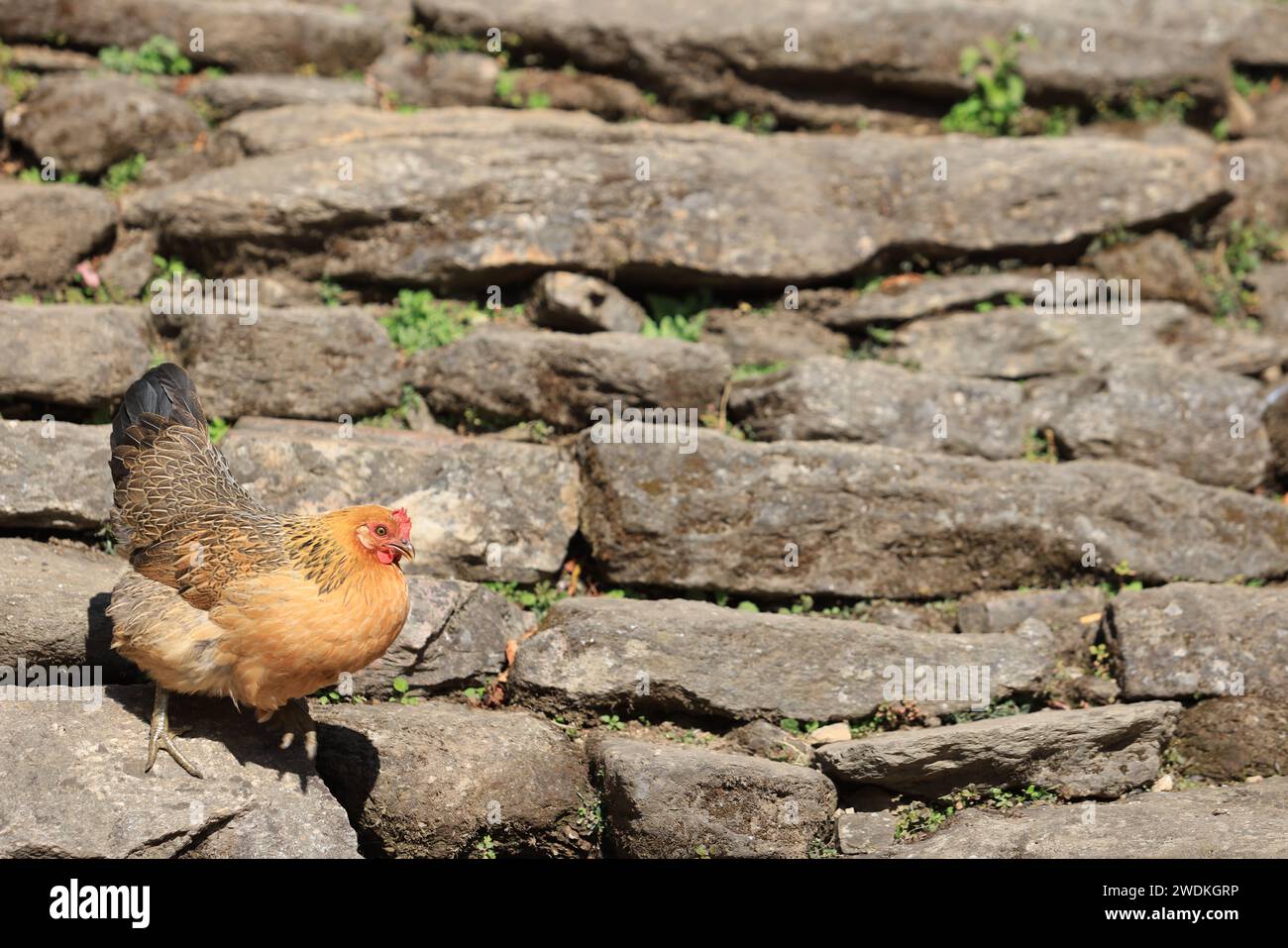 chicken walk around in the village of nepal Stock Photo - Alamy