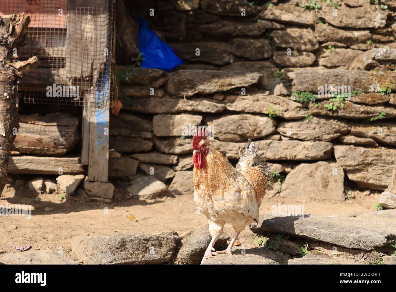 chicken walk around in the village of nepal Stock Photo - Alamy