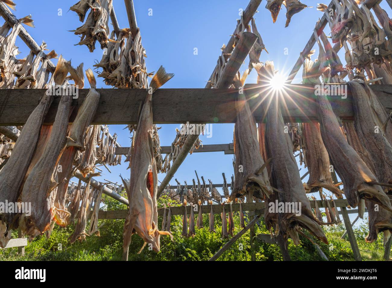 Sunbeams shine through air-dried Cod fish on Lofoten's traditional ...