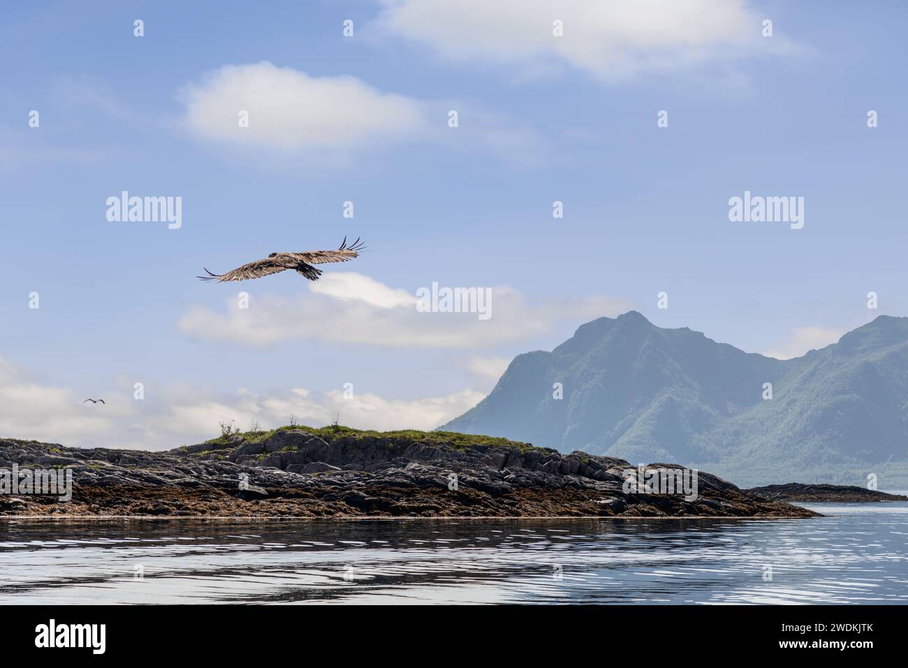 Against the Nordic skyline, an eagle soars above the rugged coastline ...