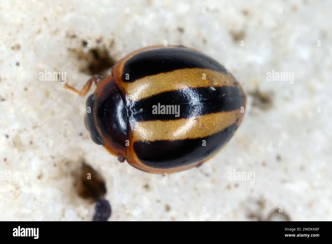 Brumus suturalis hi-res stock photography and images - Alamy
