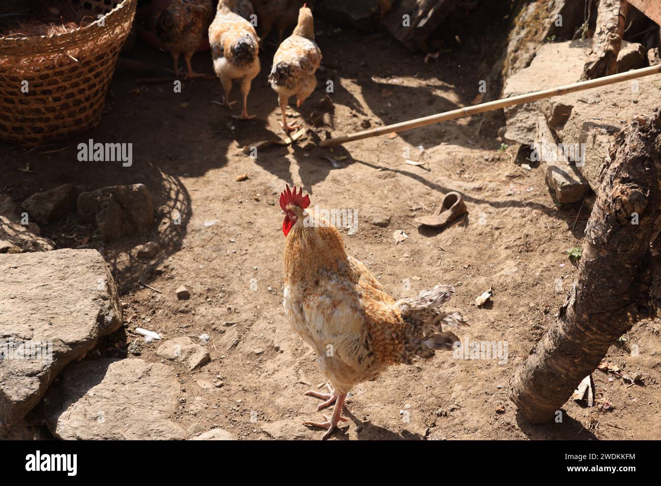 chicken walk around in the village of nepal Stock Photo - Alamy