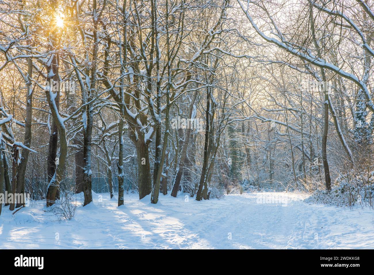 An idyllic scene in the Dutch forests in the rolling hills landscape in ...