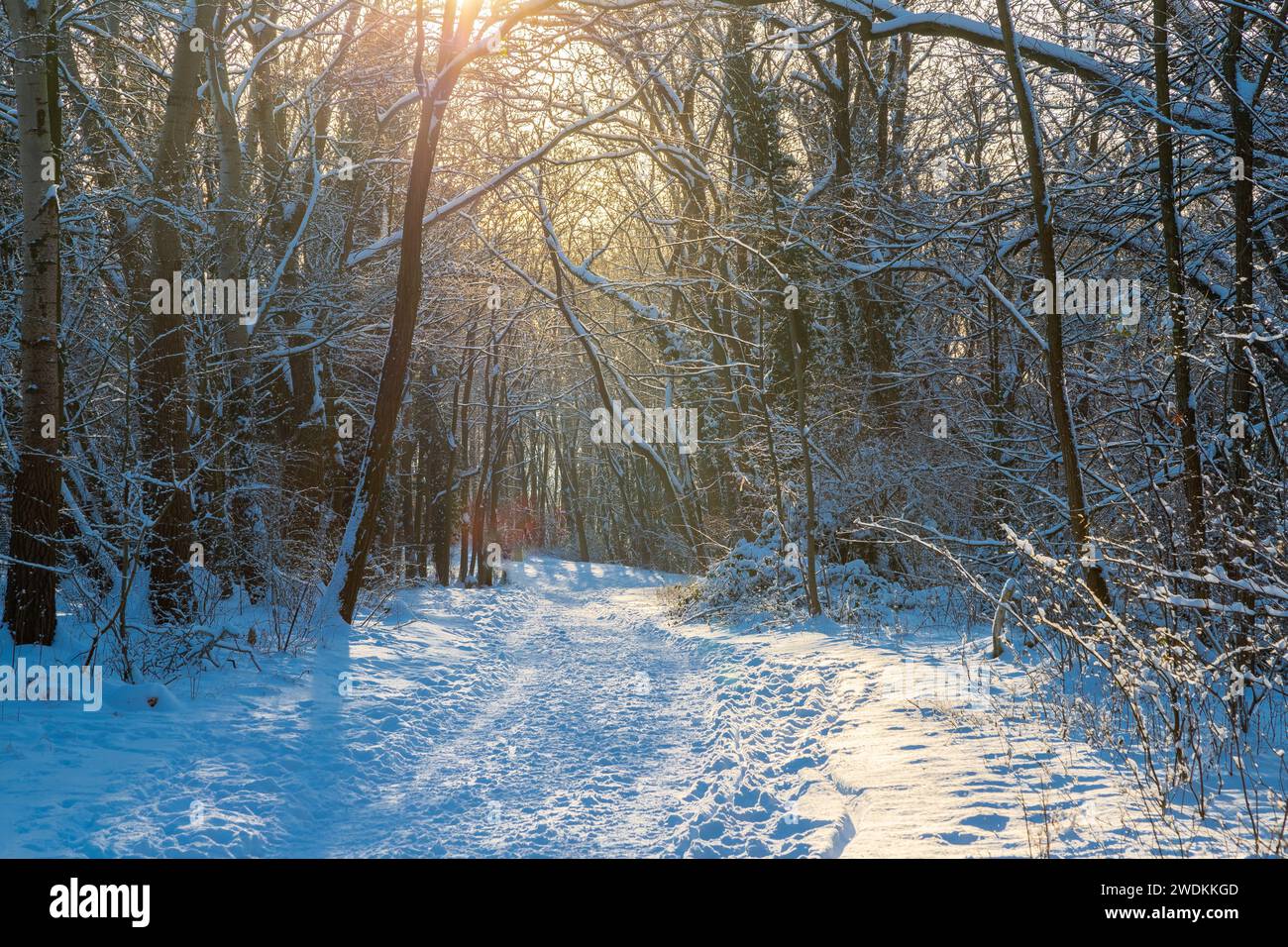 An idyllic scene in the Dutch forests in the rolling hills landscape in ...