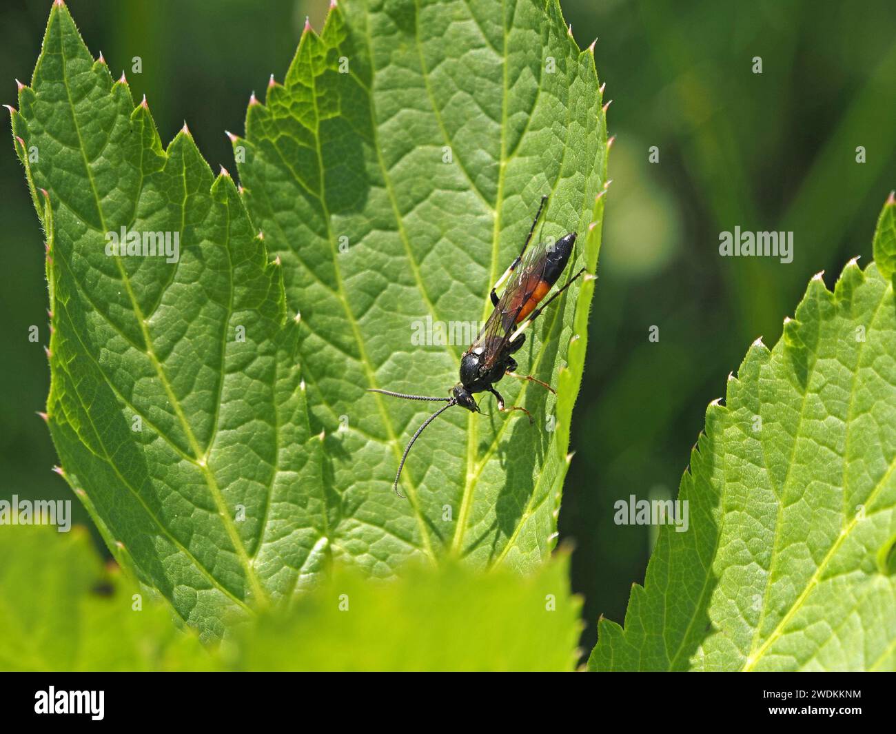 male Ichneumon wasp with white leg segments & strongly ridged antennae ...