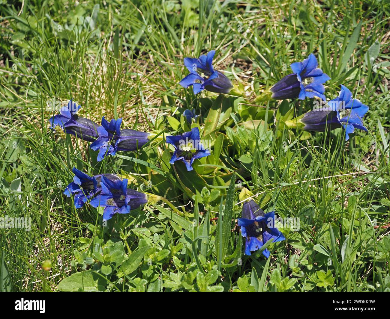 vivid blue flowers of Gentiana acaulis, the stemless gentian,or trumpet ...