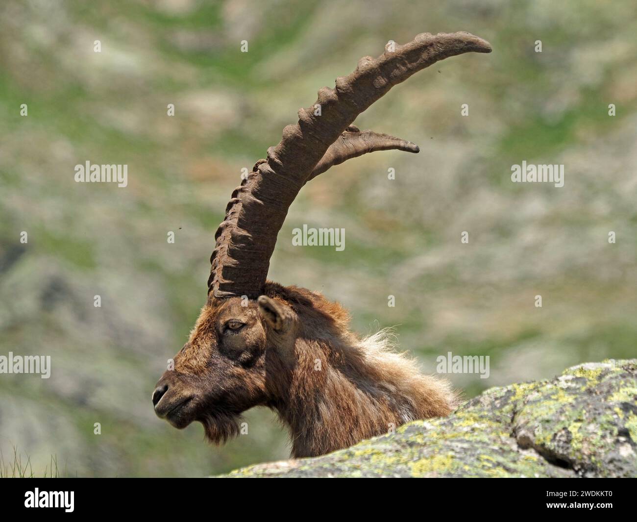 European Ibex, or Alpine ibex (Capra ibex ibex) with typical large ...