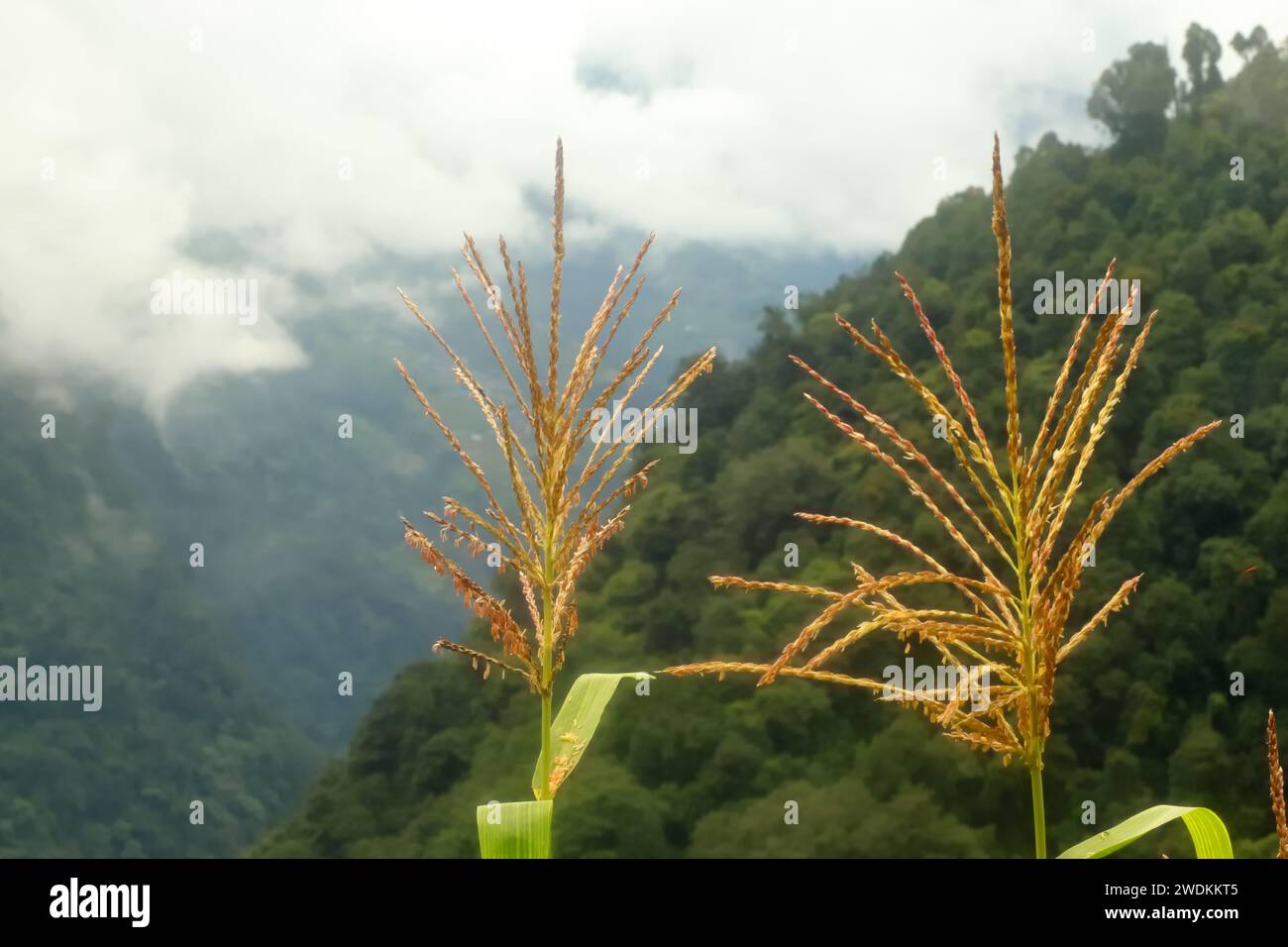 Young Corn Stalks, Annapurna's Valley, and Misty Embrace Stock Photo ...