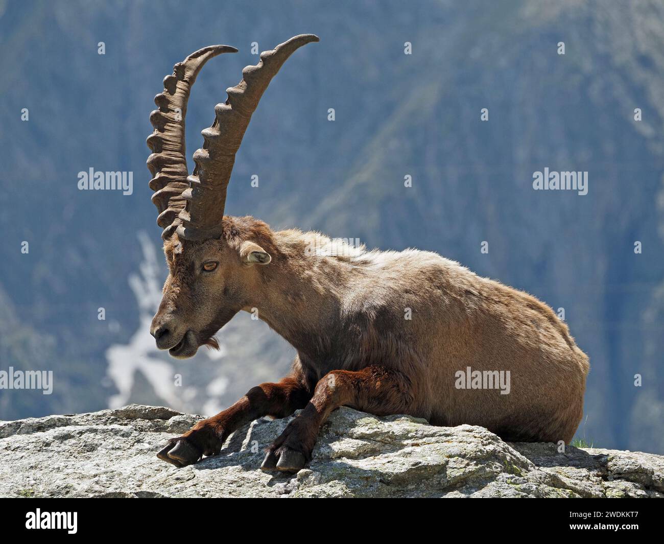 Large curved horns hi-res stock photography and images - Alamy