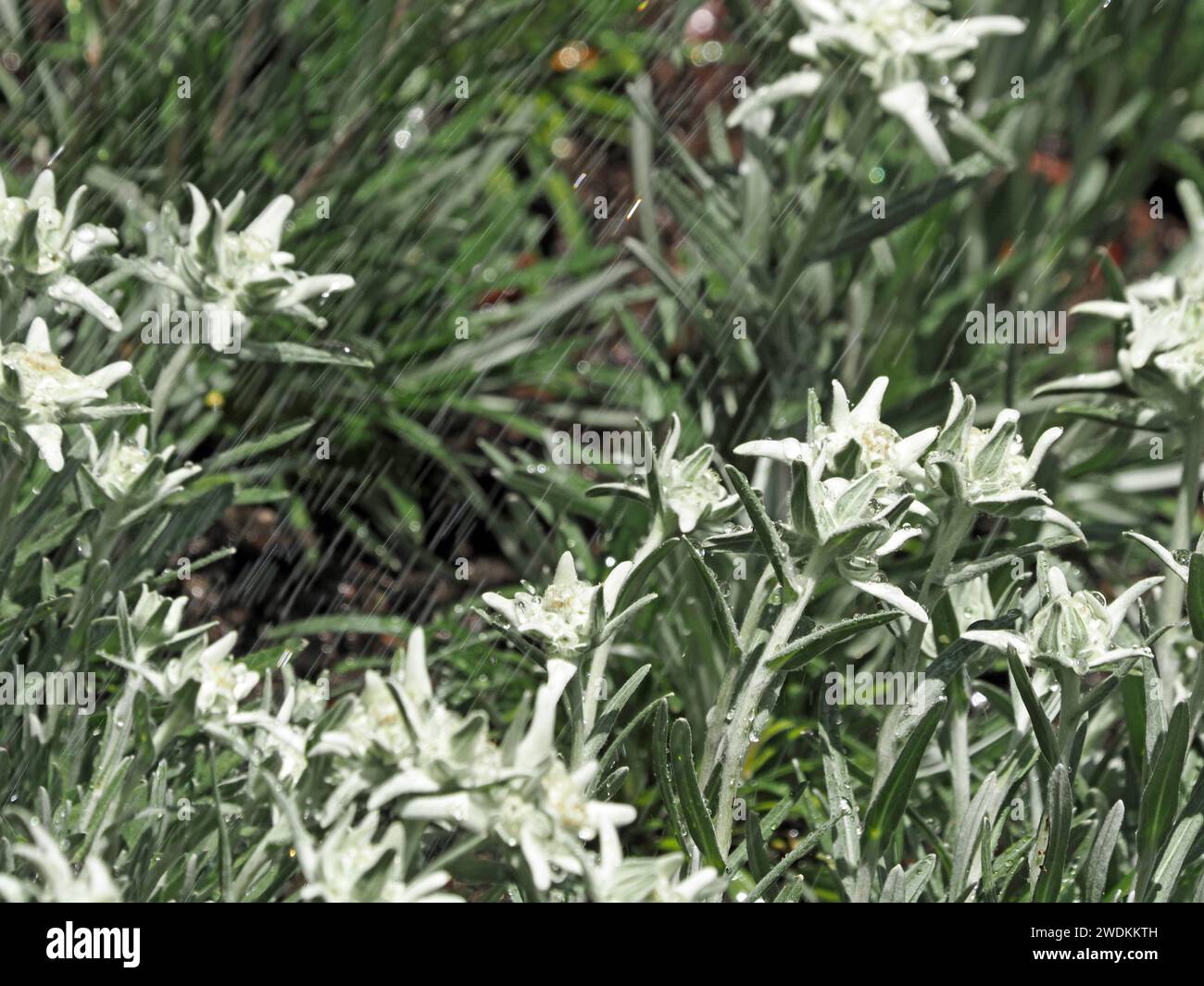 dense patch of pure white hairy Edelweiss flowers (Leontopodium nivale ...