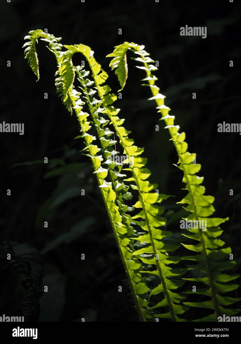 shaft of sunlight illuminates bright green fronds of large wild fern in ...