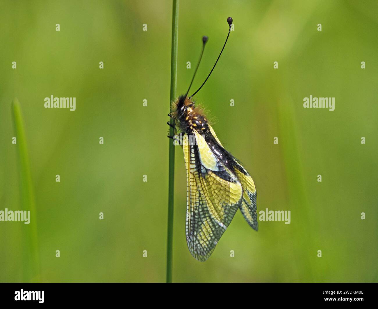 Knobbed antennae hi-res stock photography and images - Alamy