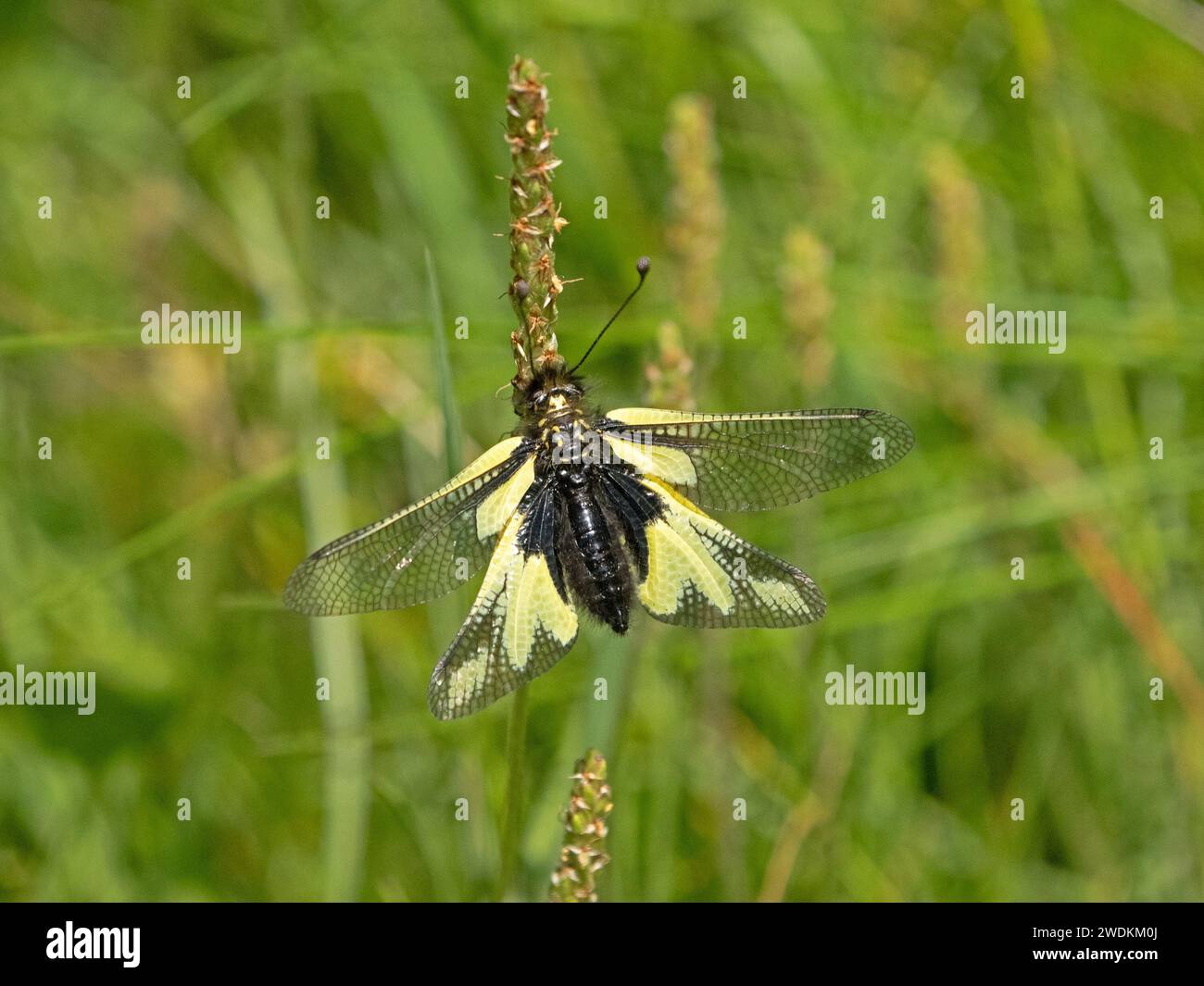 Ascalaphidae hi-res stock photography and images - Alamy