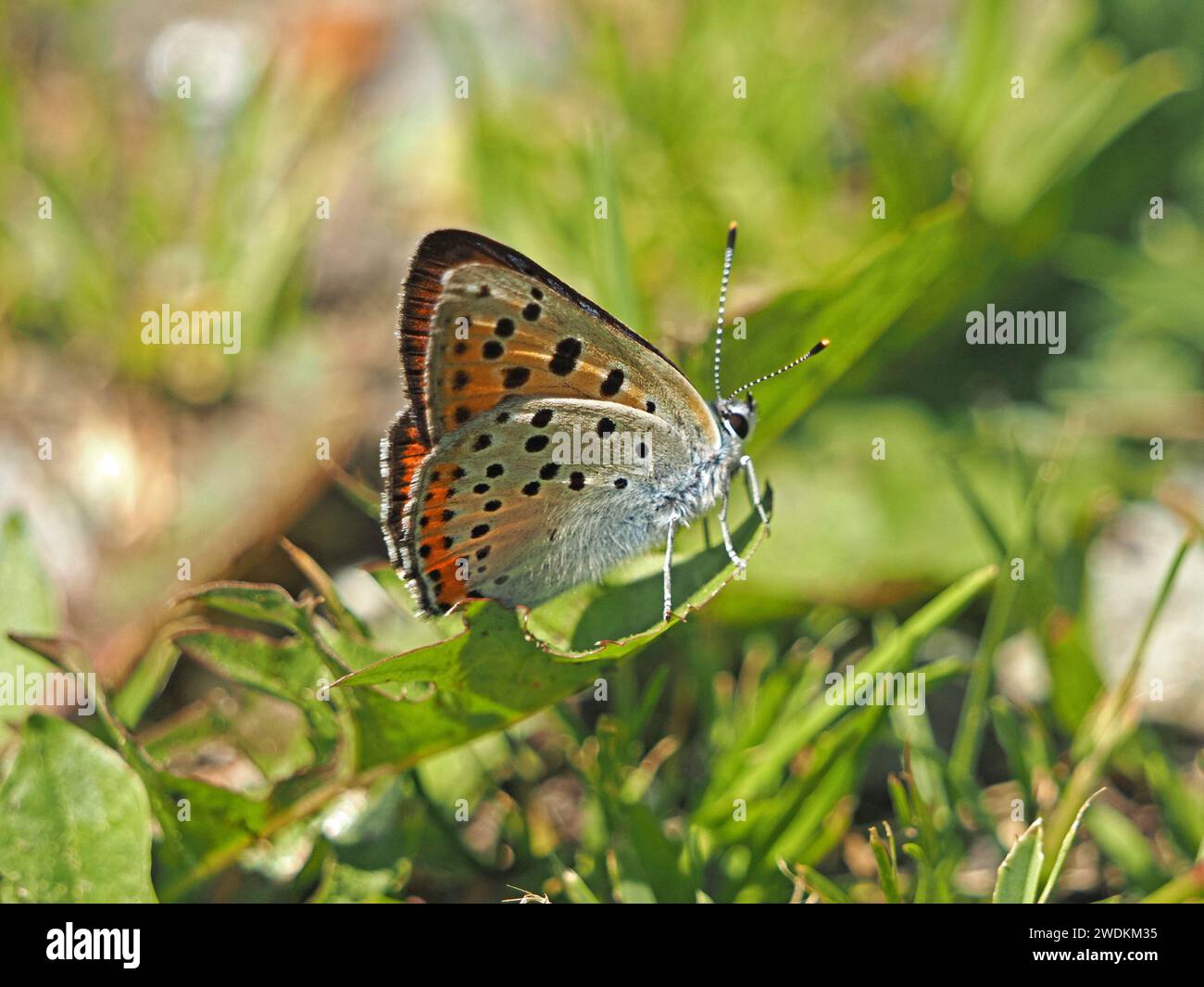 male Purple -shot Copper butterfly (Lycaena alciphron) with flourescent ...